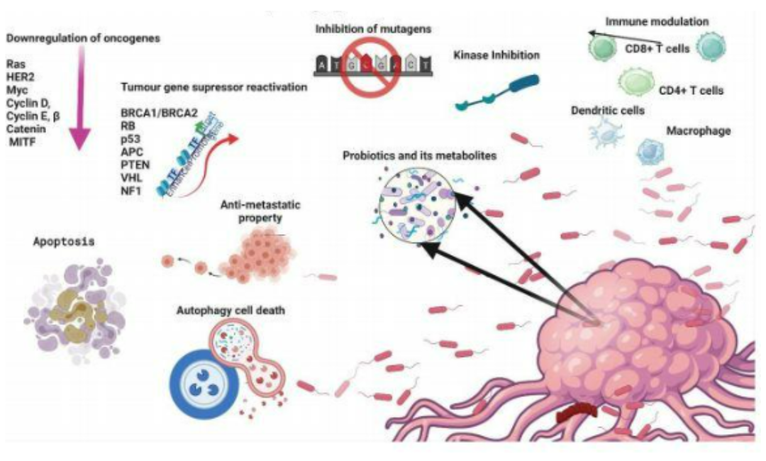 Probiotics applications in bone cancer treatment - FUTURE BIOMED CLINIC ...