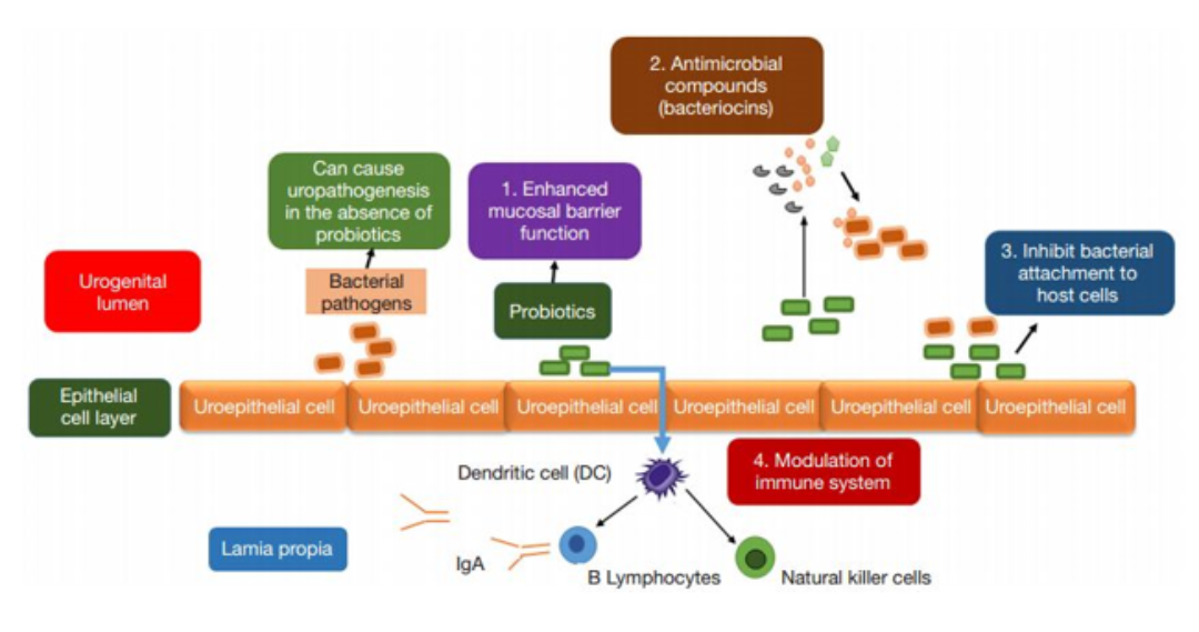Probiotics Applications in Urinary Tract Infections Treatment - FUTURE ...
