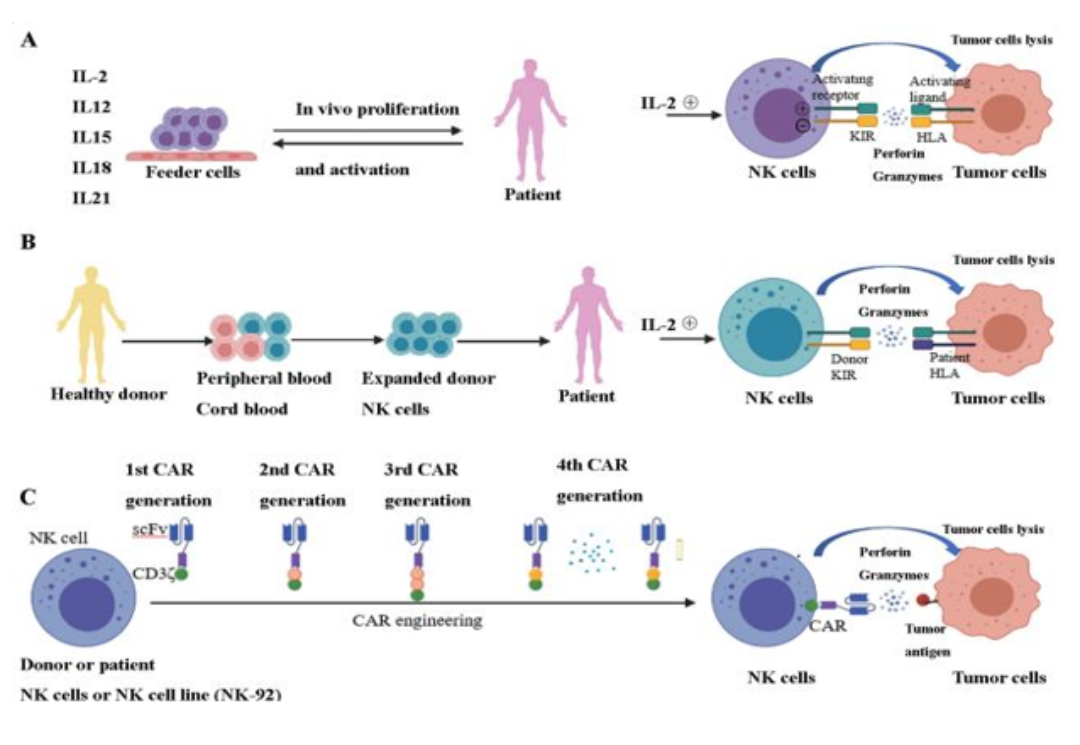 NK cell therapy: Autologous and from cord blood - FUTURE BIOMED CLINIC ...
