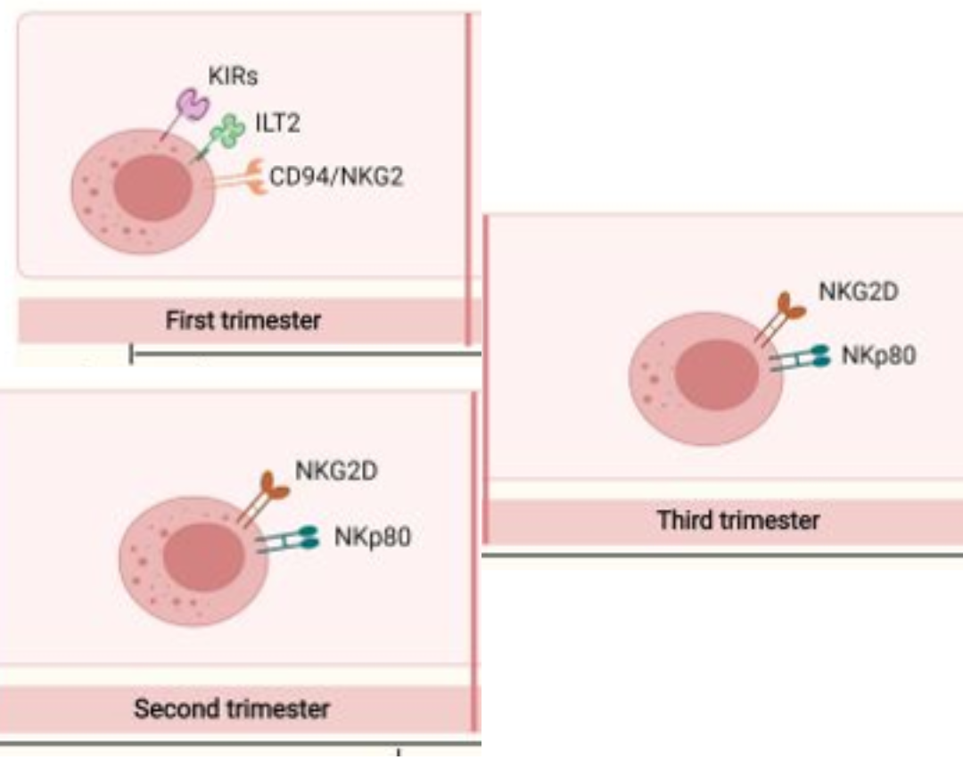 NK Cell Therapy in Assisted Reproduction (IVF) - FUTURE BIOMED CLINIC ...